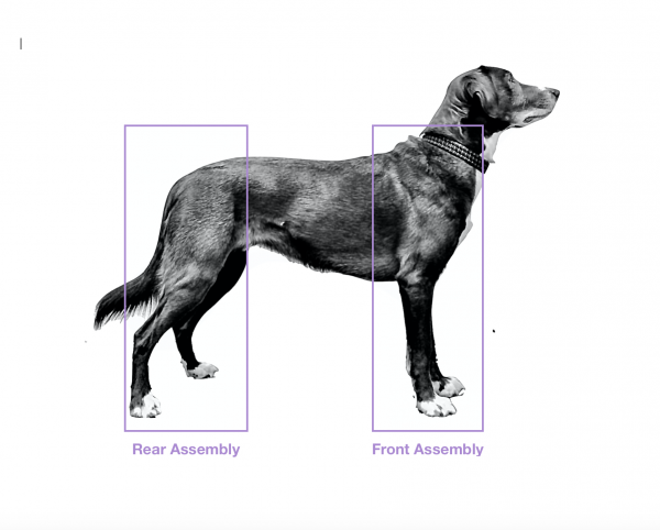 Canine Anatomy 101 – Canine Fitness Innovations